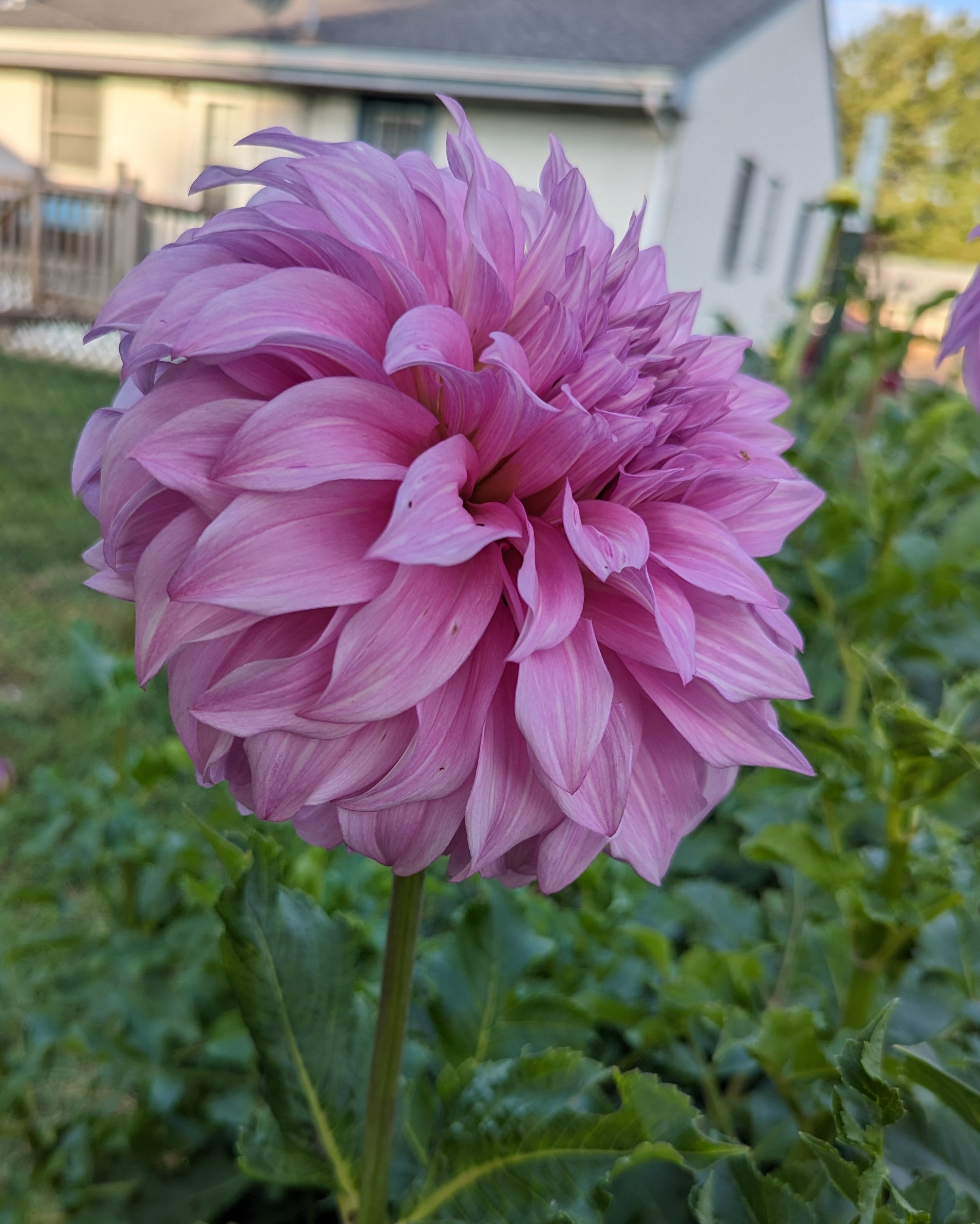 Vassio Meggos – Honken Dahlias